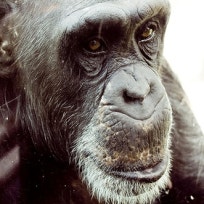 ChimpanzeeBrown.jpg?type=f204_204