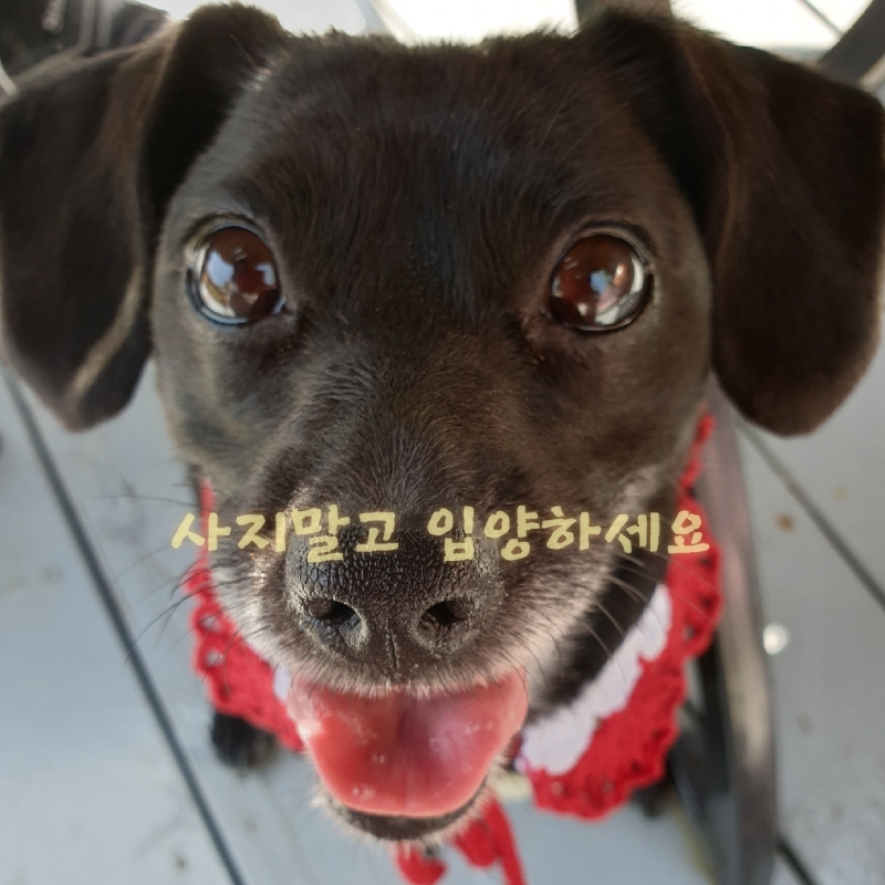 네이버 인플루언서: 현둘맘의 홈