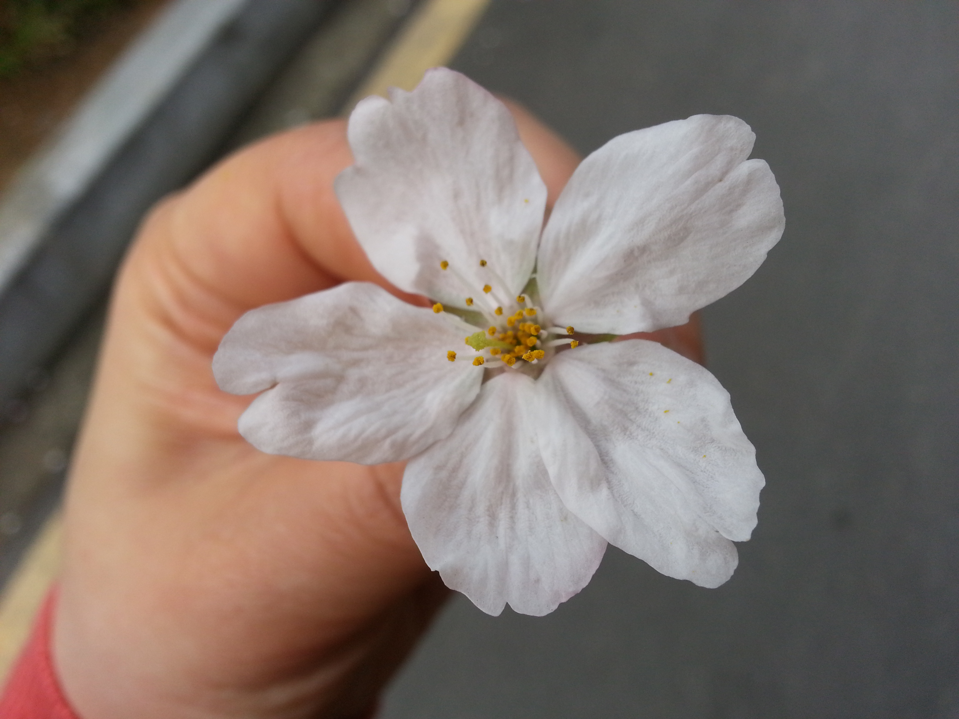 레지나의 즐거운생활♬ 블로그 분석 - 일상·생각 - 엔덱스