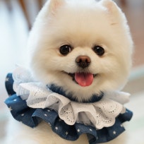 pposomi_phone.jpg?type=f204_204