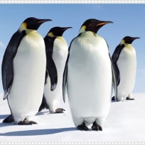 Penguin_422.jpg?type=f204_204